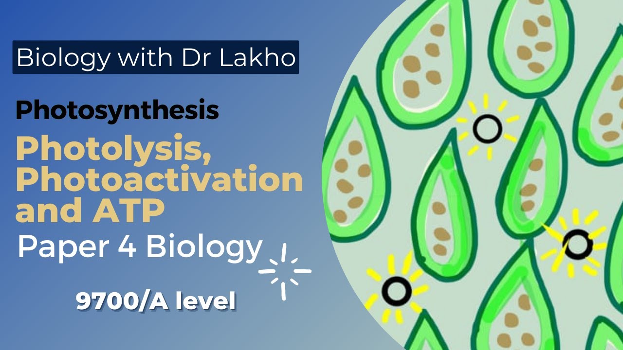 Photolysis, Photoactivation and ATP| 9700/A2 Level Paper 4 | Biology ...