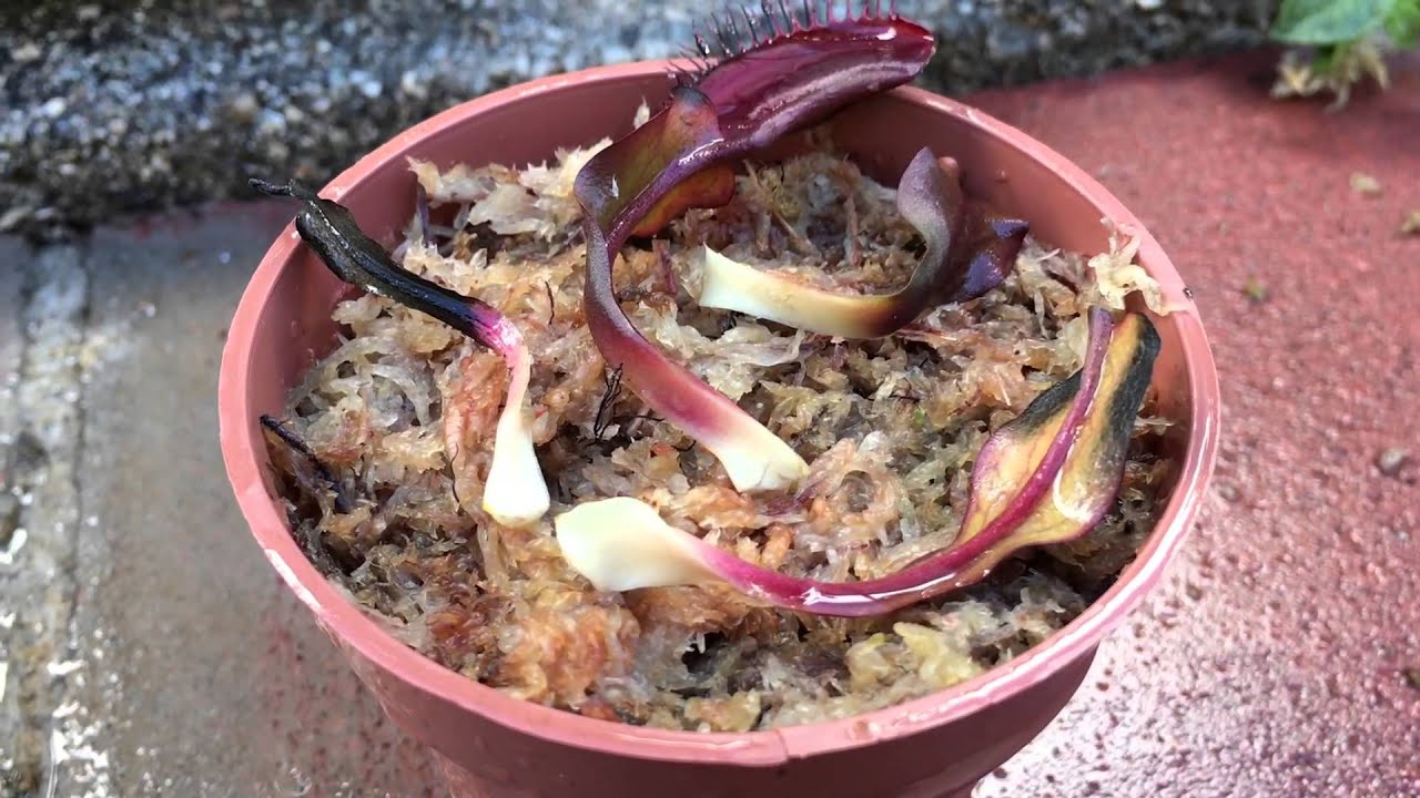 FTS Maroon Monster Venus Flytrap "LEAF PULLINGS"! - YouTube
