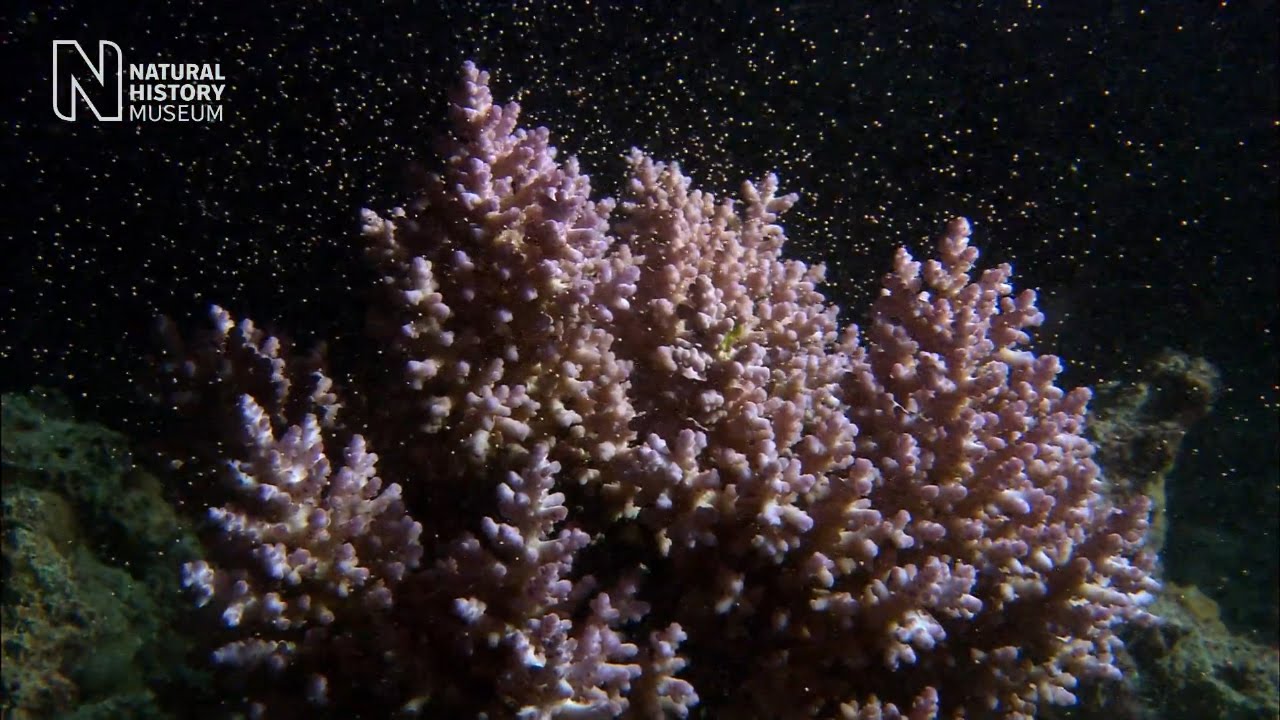 Unlocking the secrets of coral spawning | Natural History Museum - YouTube