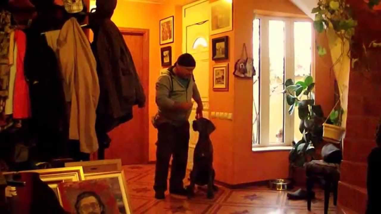 Rezultatele celor 7 sedinte de dresaj cu Happy - pui dog german de doar ...