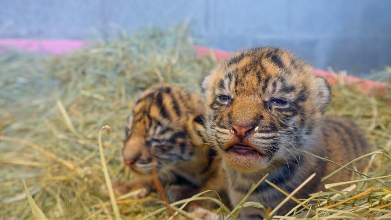 Sumatran Tiger Newborn Cubs