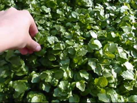 Edible Plant: Watercress - YouTube