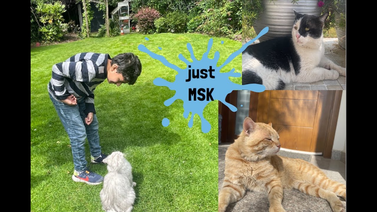 Learn with fun || cats funny behaviour || just MSK - YouTube