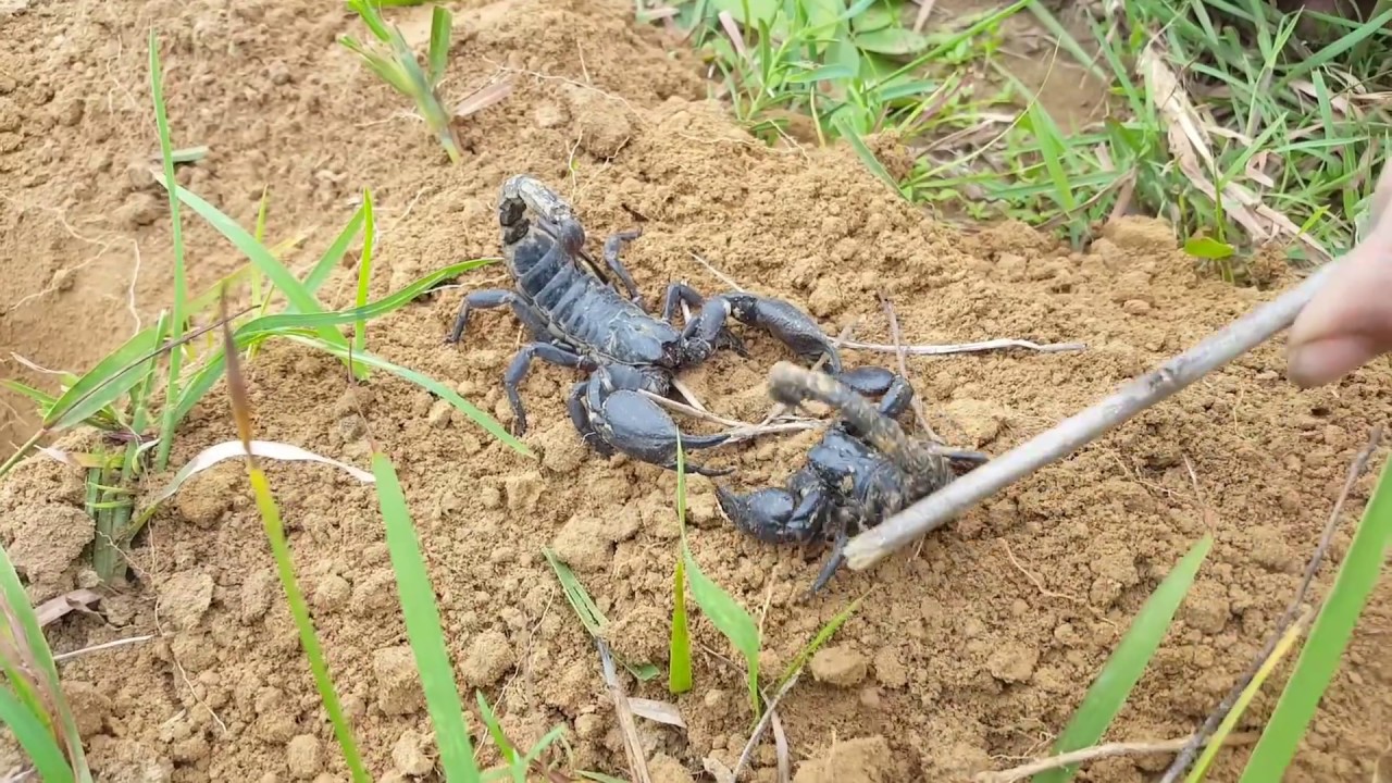 Primitive Technology - roasted scorpion on rock- cooking scorpion ...