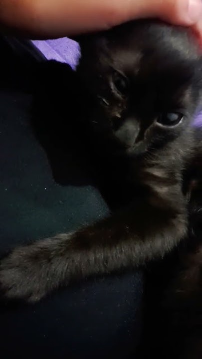 El gato xd😂 - YouTube