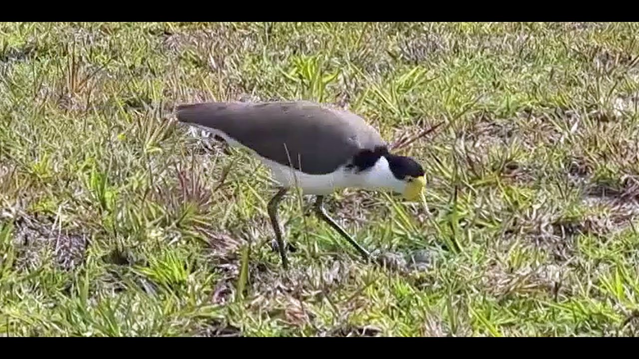 Masked Lapwing's Secret Nest - YouTube