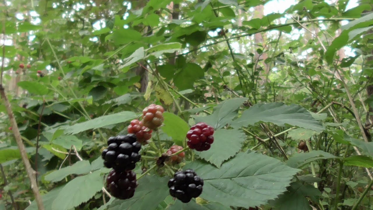 Osada Słowiańska - YouTube