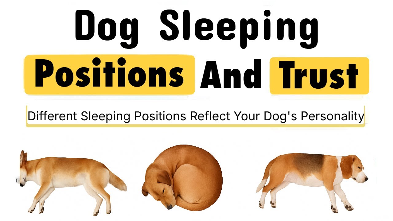 Dog Sleeping Positions And Trust | Different sleeping positions reflect ...