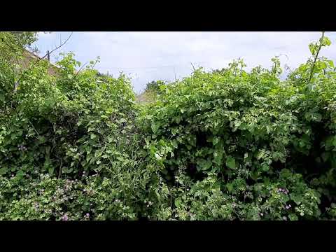 Şixlar kendimiz-2 . 05-05-2019