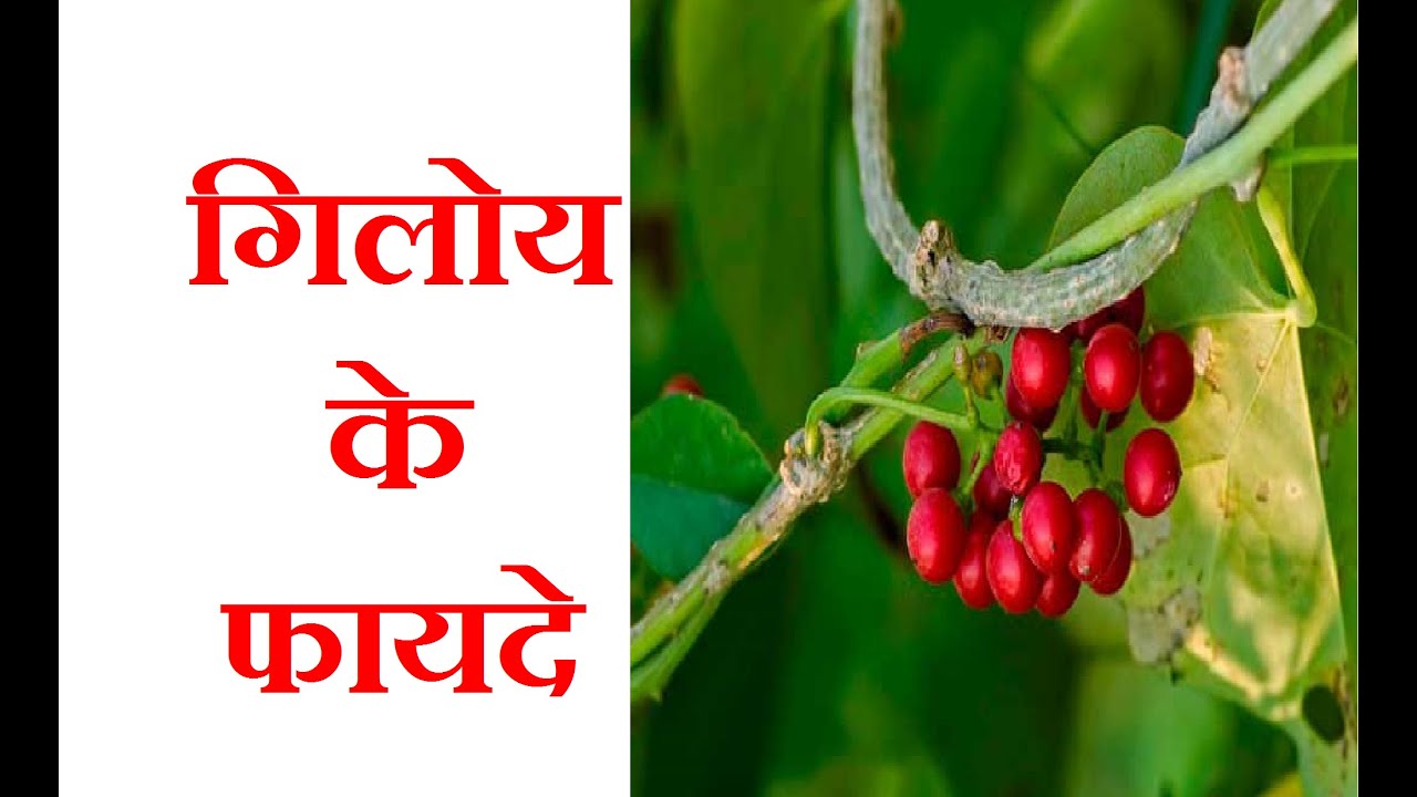Giloy Ke Fayde, गिलोय के फायदे ,Health Benefits Of Giloy, Hindi Tips ...