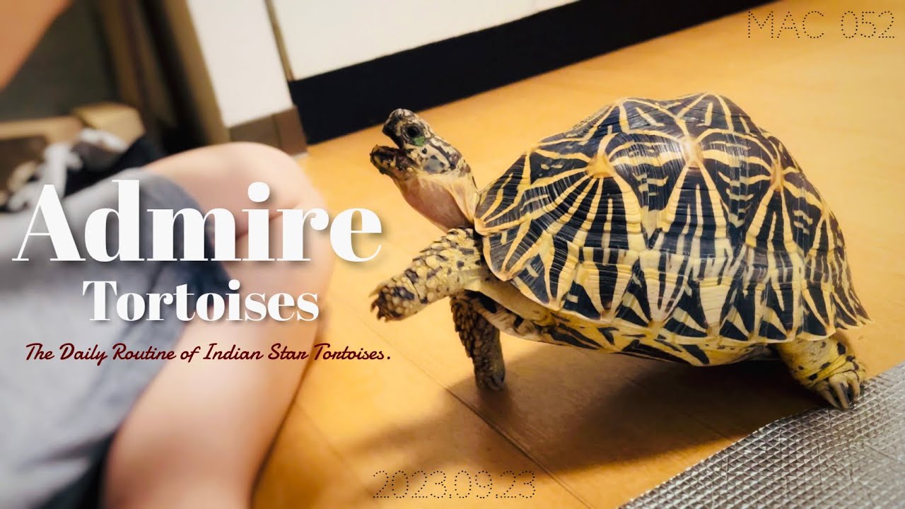 Admire Tortoise. "The Daily Routine of Indian Star Tortoises" - YouTube