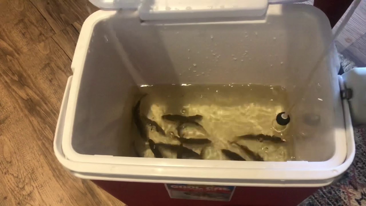 Stocking up with bass largemouth bass. - YouTube