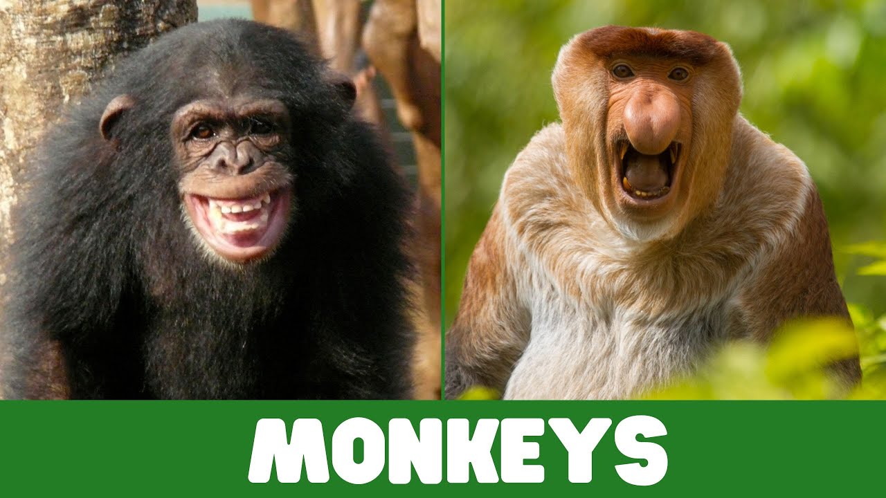 MONKEY for Kids | Learn Monkey Species for Kindergarten, Toddlers ...