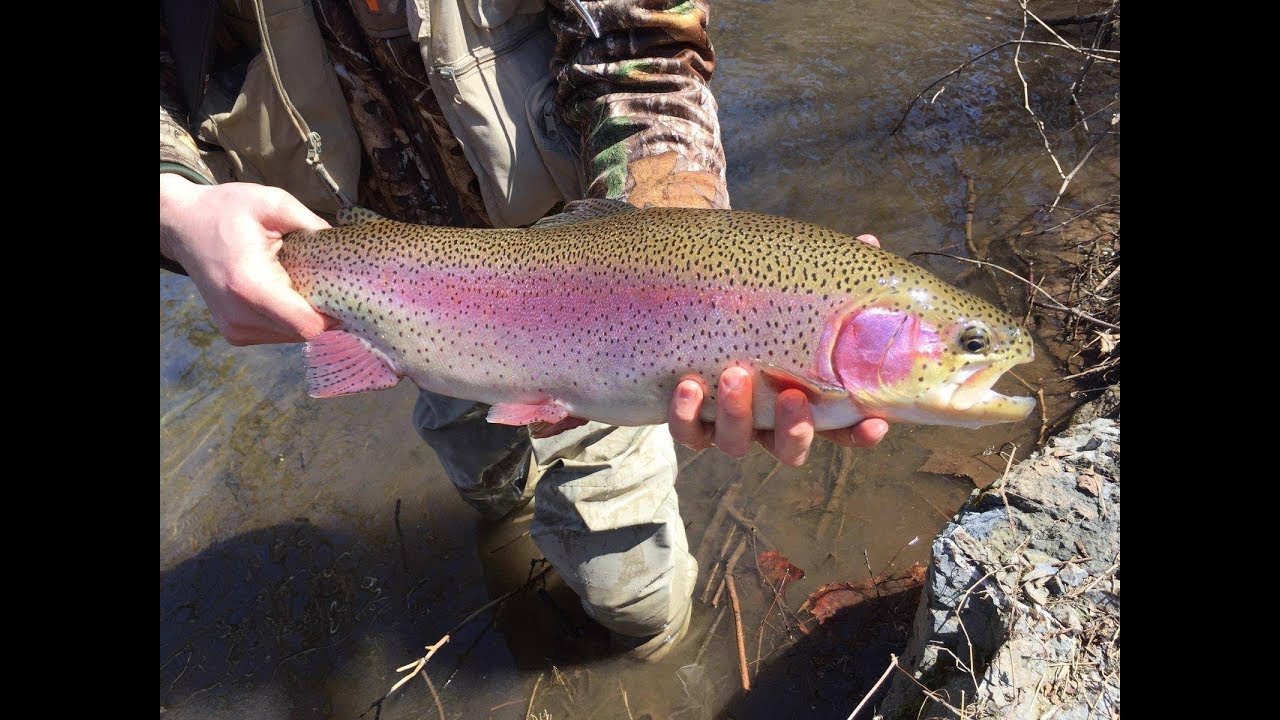 Small Urban Creek Fishing For First Day of Trout 2018 in Pennsylvania ...