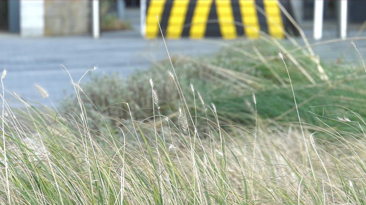 Plants blowing in the wind - JPEG2000 - YouTube