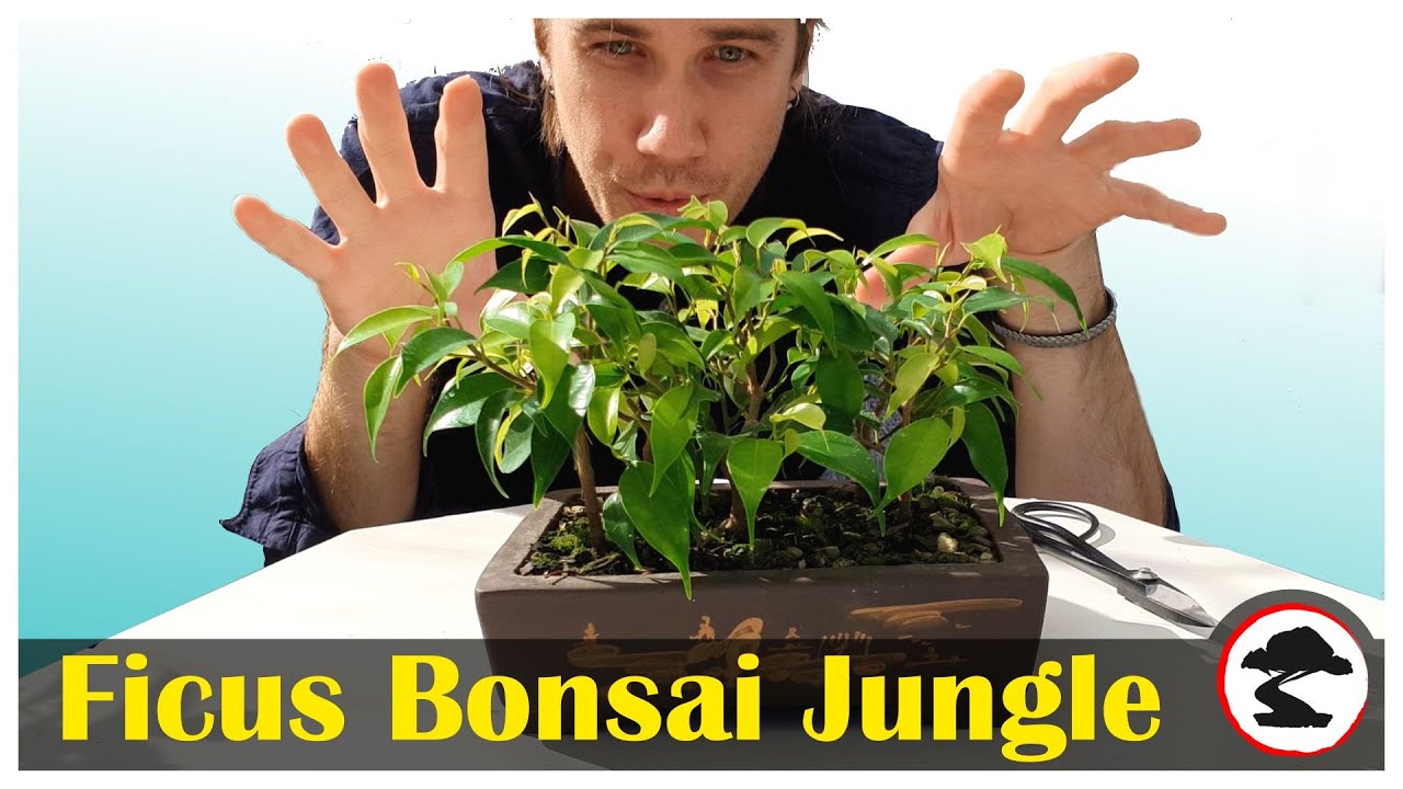 Pruning my Ficus Benjamina Bonsai Forest - YouTube