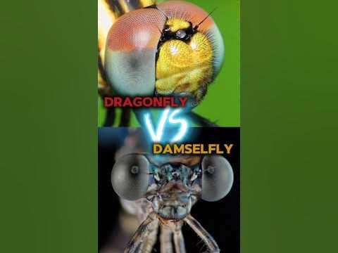 Dragonfly vs Damselfly #comparison #wildlifecomparison # ...