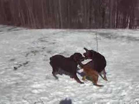 The dogs being Dorks!! - YouTube
