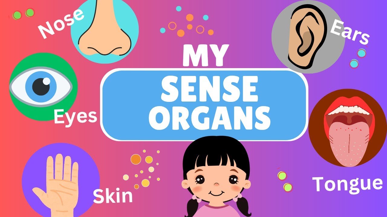 My Sense Organs | Learn About the Five Senses for Kids - YouTube