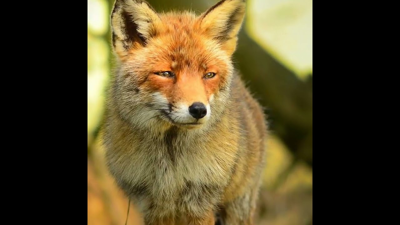 Awesome Fox - YouTube