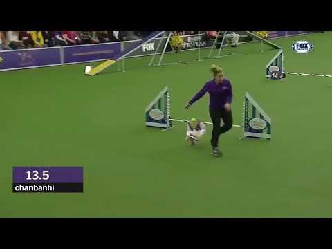 SHREK RUNS IN A DOG RACE