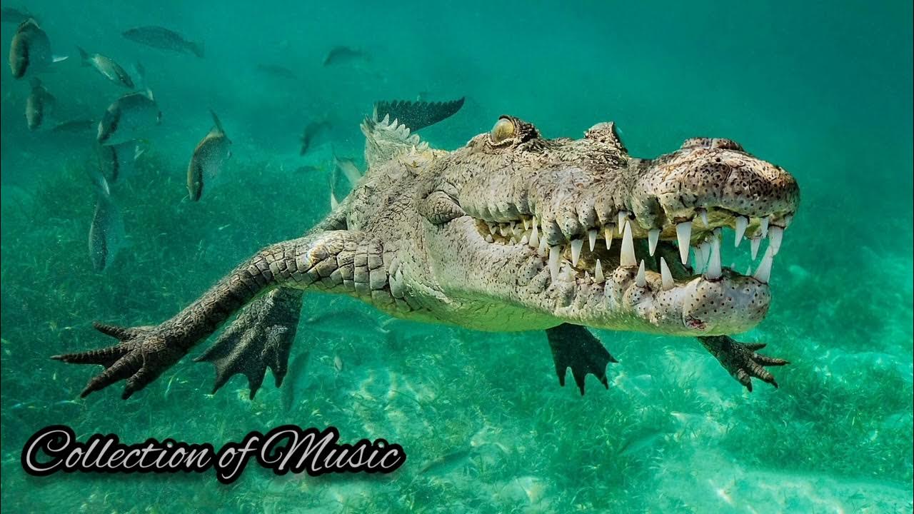 Ugarov - Шельма - YouTube
