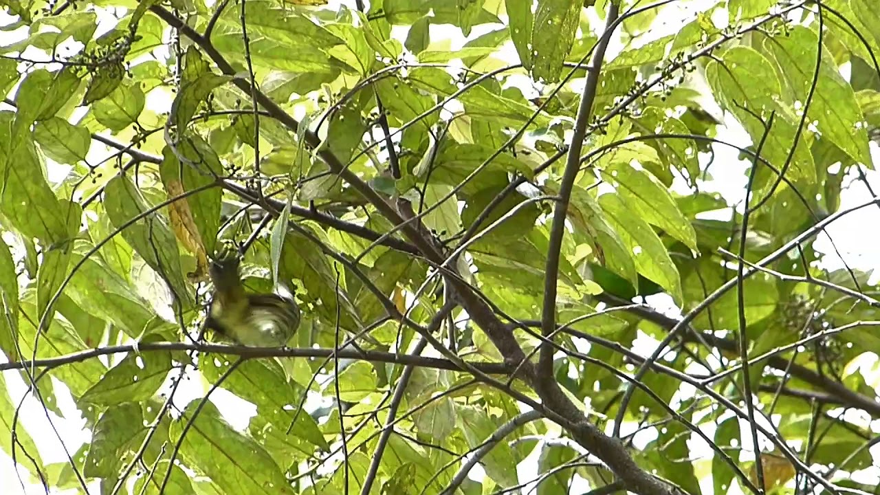 Bulbul Cream Striped 067 - YouTube