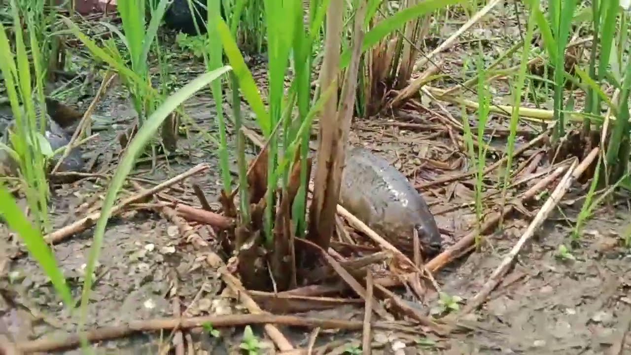 What Is The Technique Of Fishing After Rains.Kai Fishing Video.Popular ...
