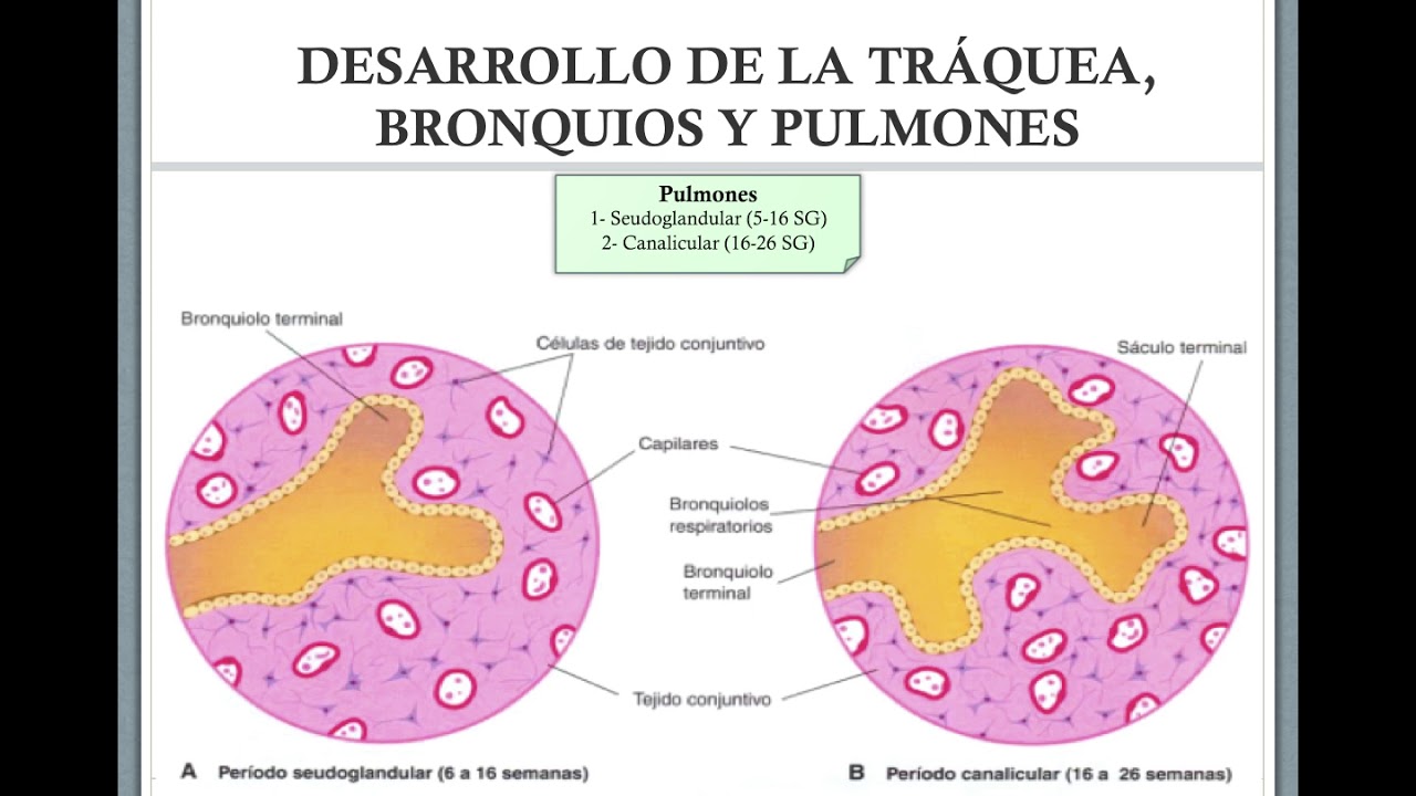 Bronquiolos Terminales