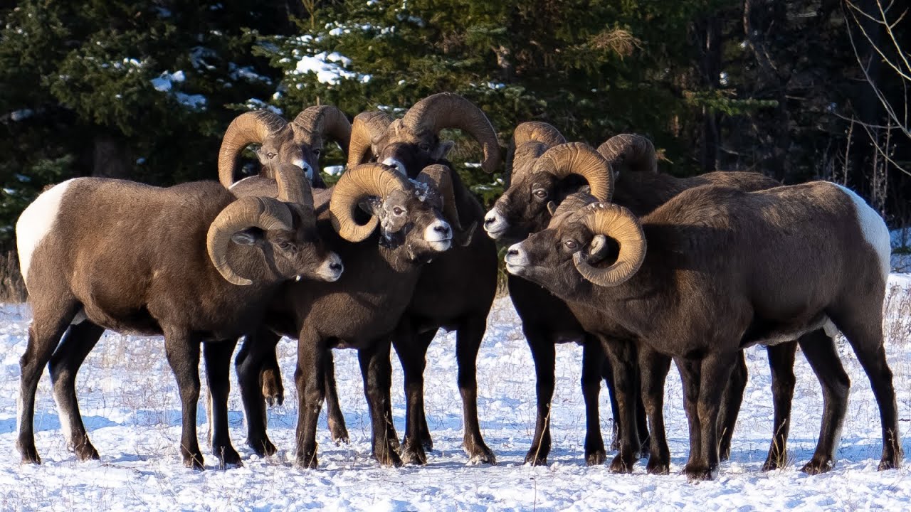 Heated Competition Starts - The Bighorn Sheep Rut! - YouTube