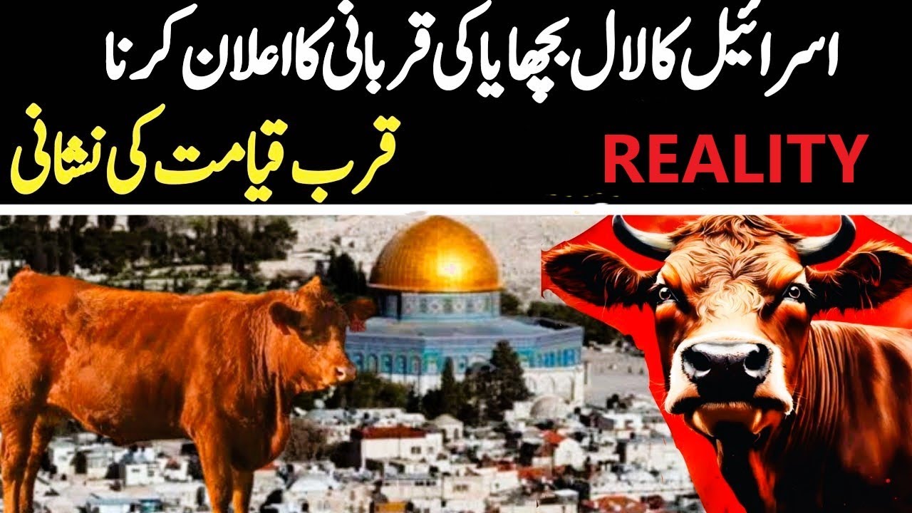 Reality of Red cow sacrifice in israel! - YouTube