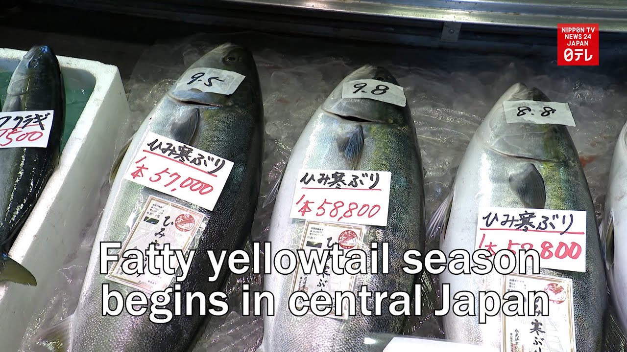 Fatty yellowtail season begins in central Japan - YouTube