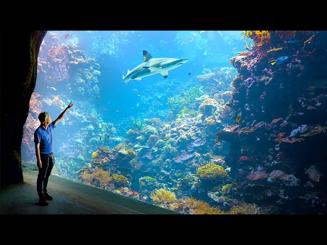 Grootste Aquarium Ter Wereld