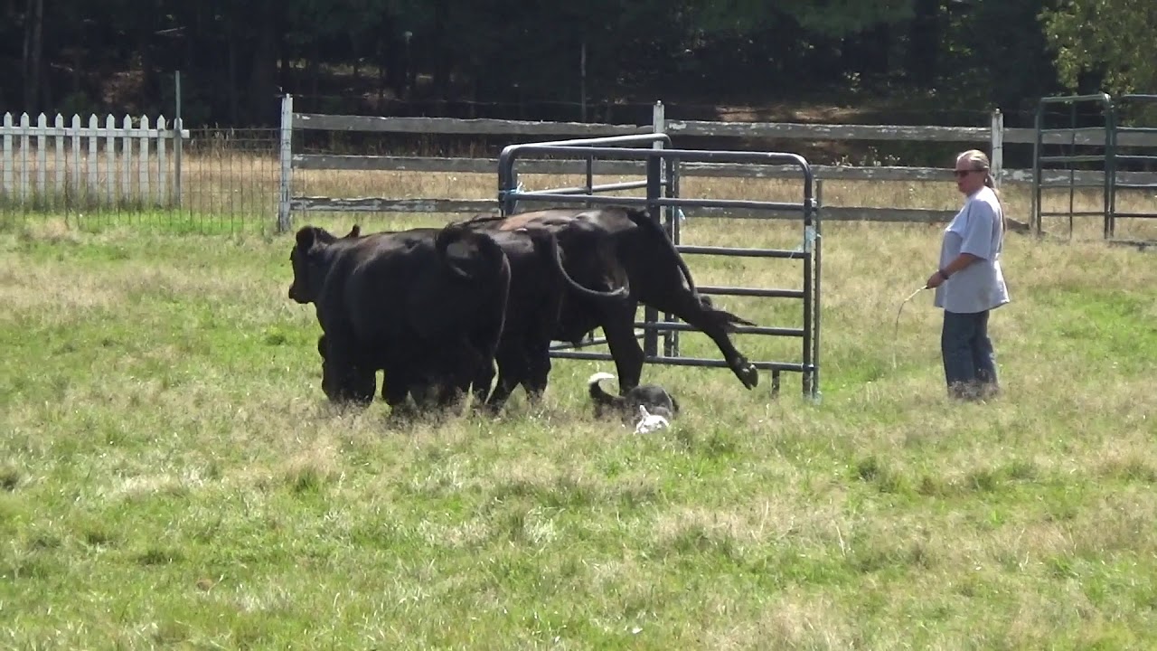 cow kicks G - YouTube