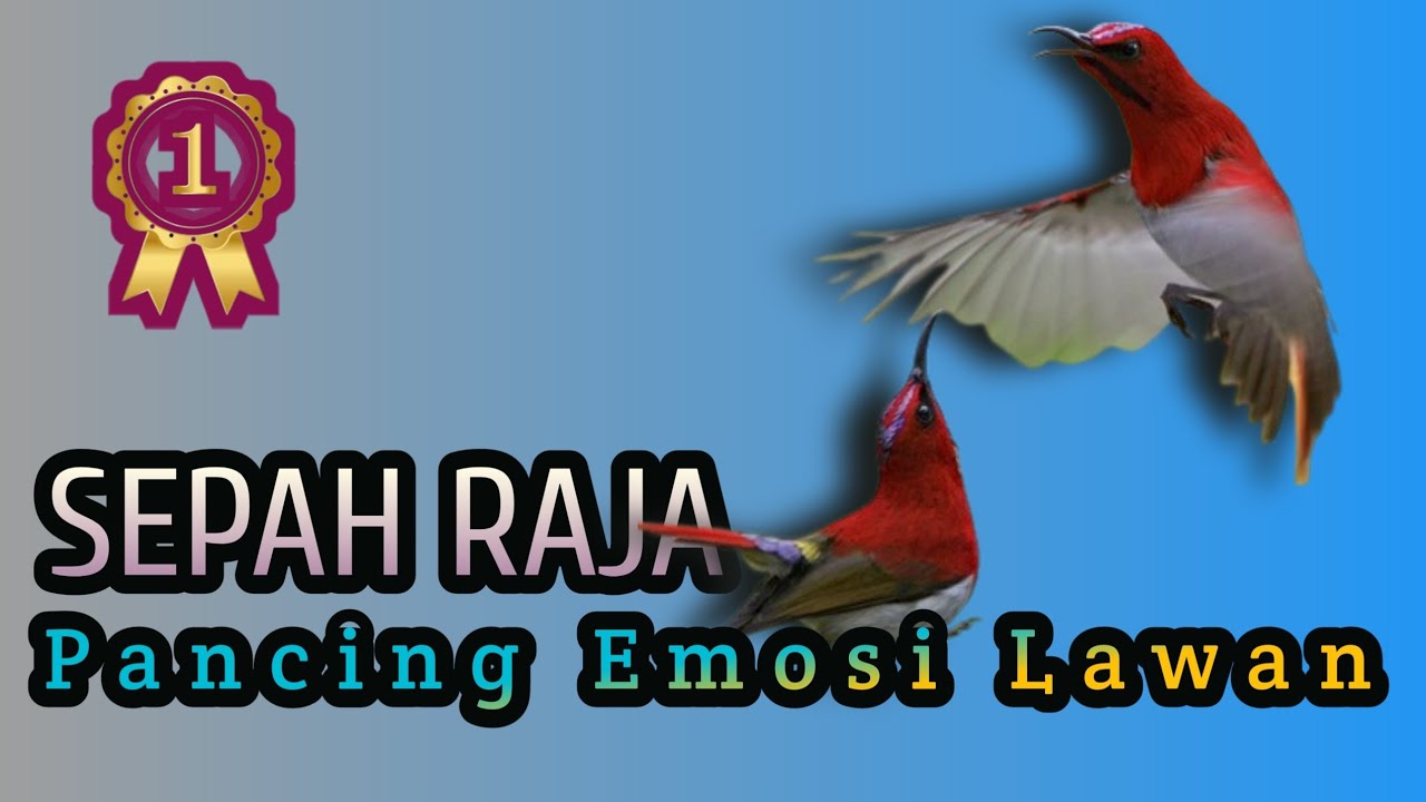 BURUNG KOLIBRI SEPAH RAJA MEMANCING LAWAN AGAR EMOSI - YouTube