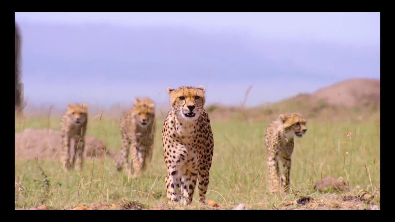 Incroyables Prédateurs 3D - Incredible Predators 3D - YouTube