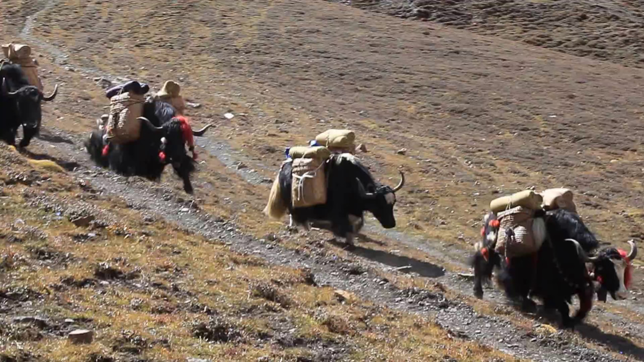 Bhutan - Yaks in Himalaya - YouTube