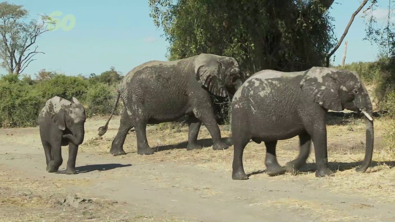 This is Why Some Animals Eat Their Own Poop - YouTube