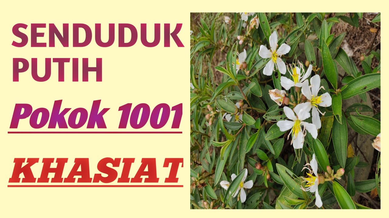 Senduduk Putih. - YouTube