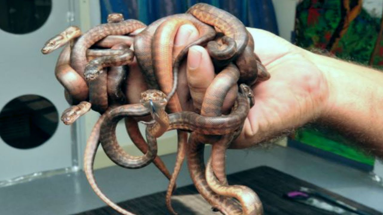 LIVE BABY SNAKES AND A HUSKY PUPPY! | BRIAN BARCZYK - YouTube