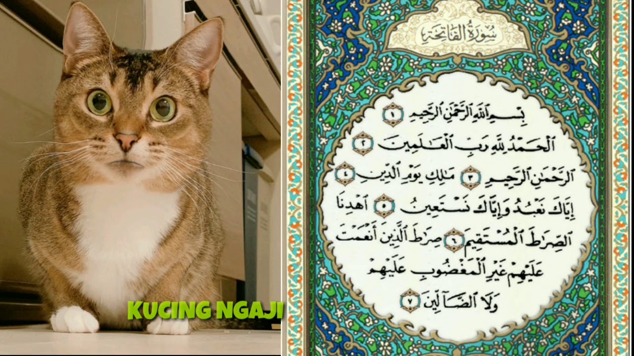 kucing Bisa mengaji baca Al Fatihah - YouTube