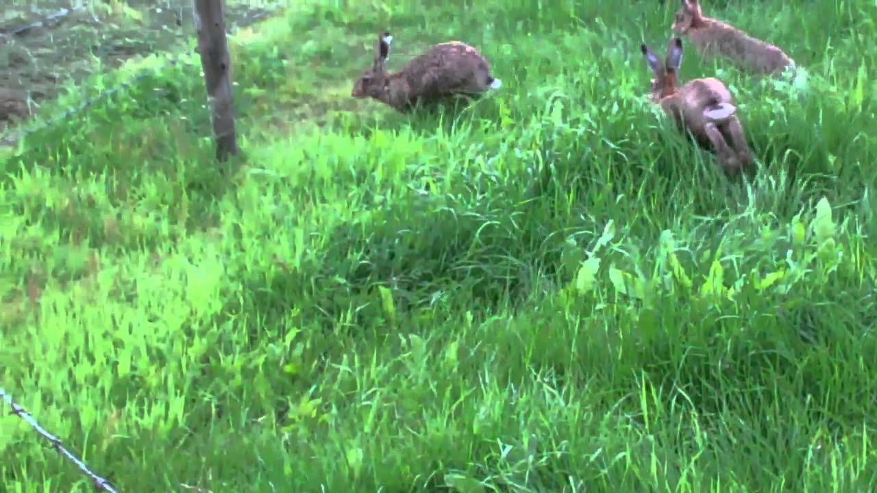 rabbits chasing eachother - YouTube