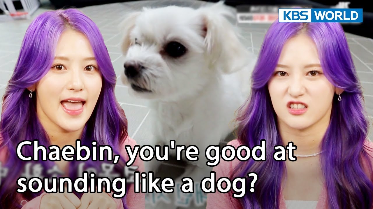 She sounds just like a dog!! [Dogs are incredible : EP.151-2] | KBS ...