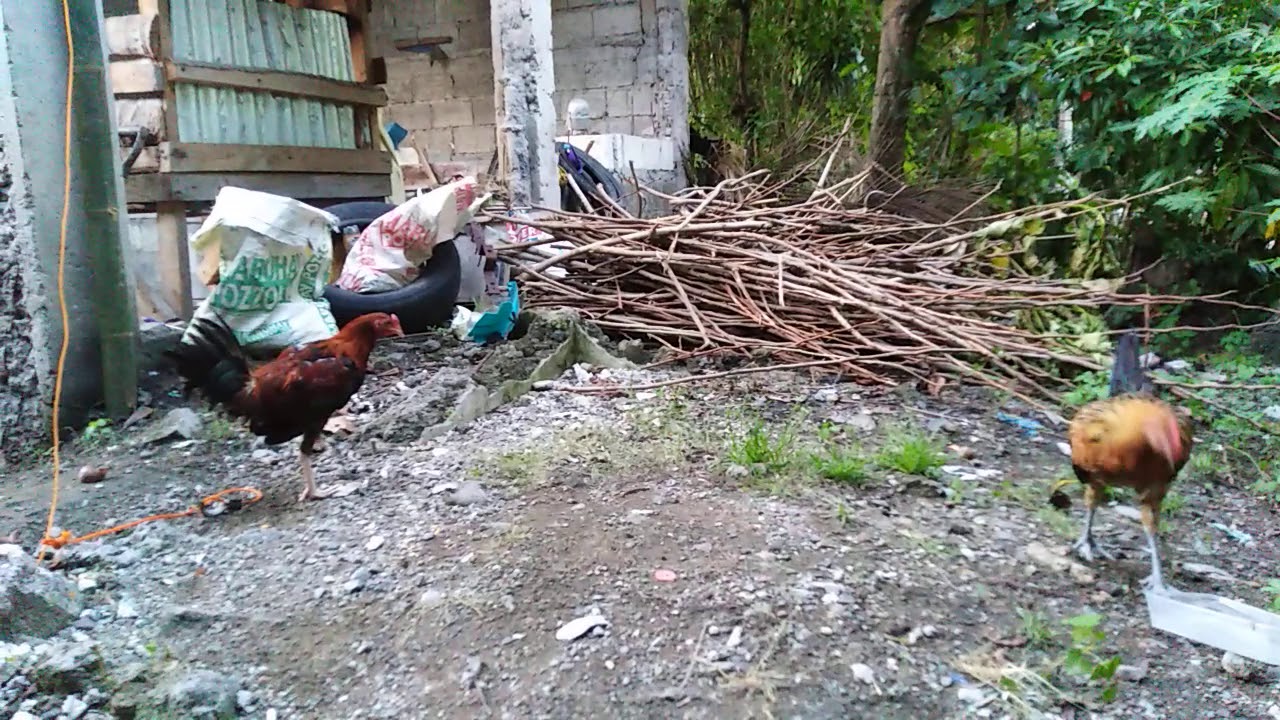 Manok na binabae - YouTube
