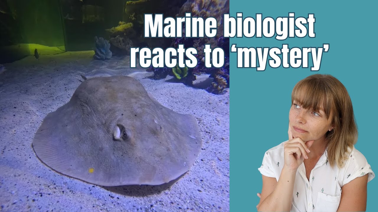 Is Charlotte the stingray actually pregnant? - YouTube