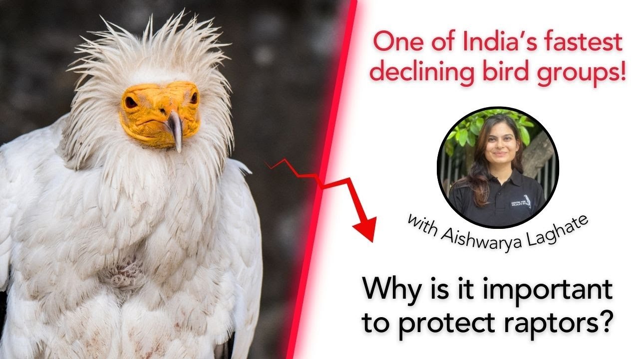 The Silent Extinction: Why India’s Raptors Are Vanishing & Why You ...