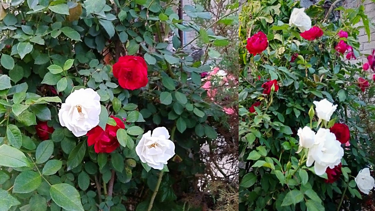 gulab Mein Kalam lagane ka tarika how to grow rose plant grafting (easy ...