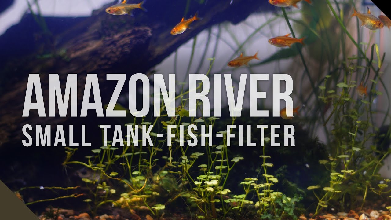 Aquascape Amazon River - YouTube