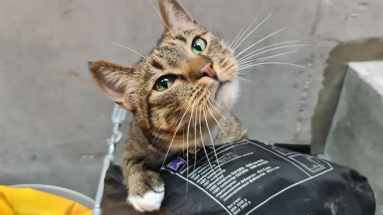 Bruce the Cat. The greatest kisser of all time - YouTube