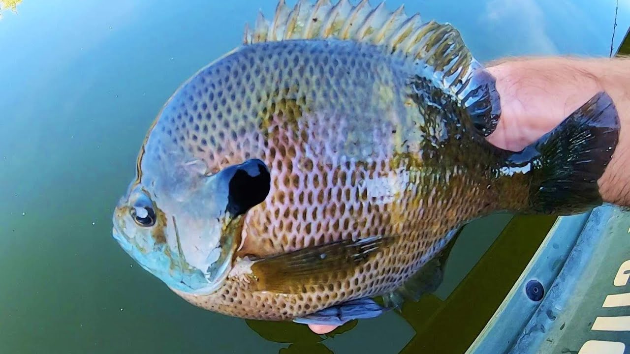Fishing for DINNER PLATE BLUEGILLS!!! - YouTube